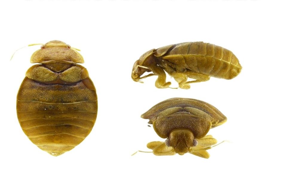 اشكال بق الفراش - Key Pests